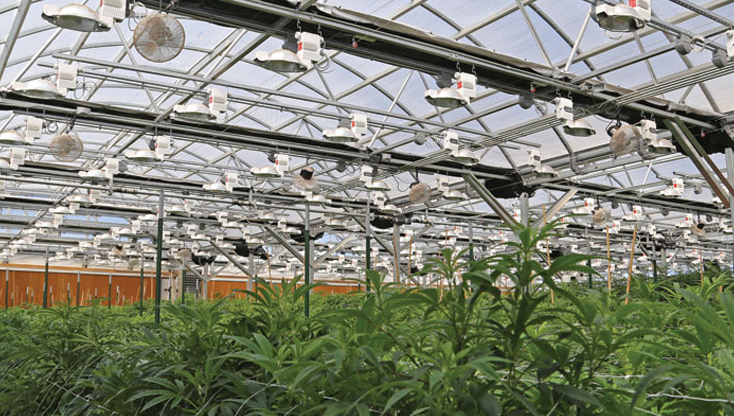 GrowSpan Contributes to Professional Marijuana Grower | GrowSpan