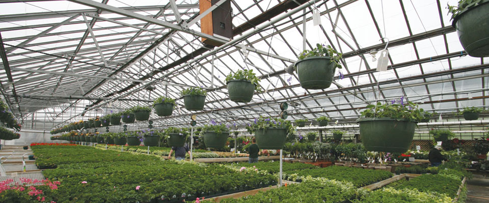 Commercial Greenhouses | GrowSpan