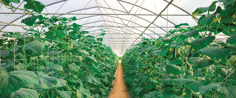 Get Growing Sooner with GrowSpan High Tunnels | GrowSpan