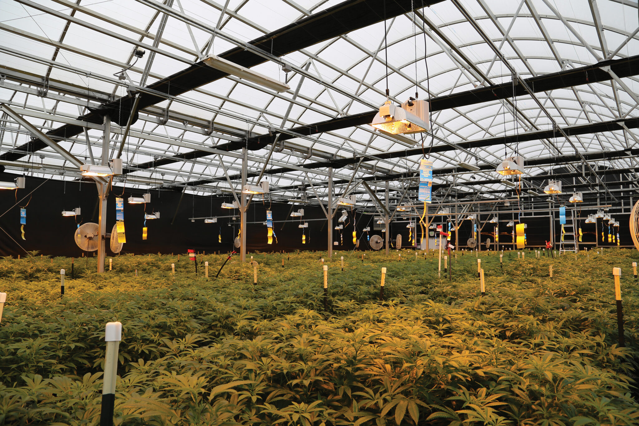 Creating the Ultimate Cannabis Greenhouse Environment | GrowSpan