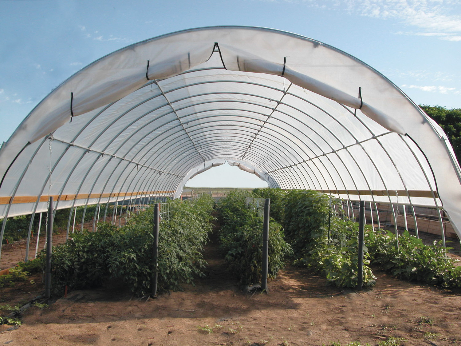 Top Ten High Tunnel Benefits | GrowSpan