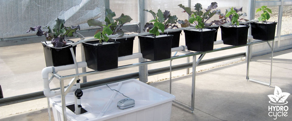 Dutch Bucket Systems | GrowSpan