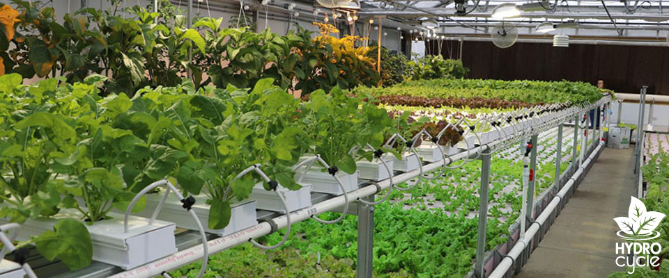 Hydrocycle Systems | GrowSpan