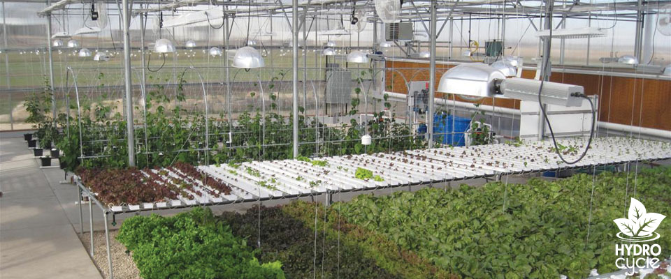 Indoor Hydroponic Farming Rises in Popularity | GrowSpan
