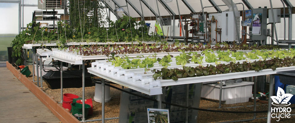 Hydroponics Systems | GrowSpan