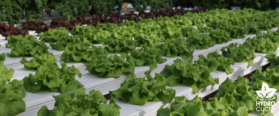 Family-Owned Restaurant Embraces Hydroponics | GrowSpan
