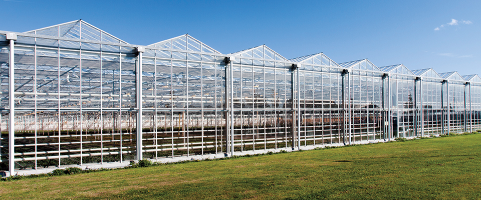 Traditional Venlo Greenhouses | GrowSpan