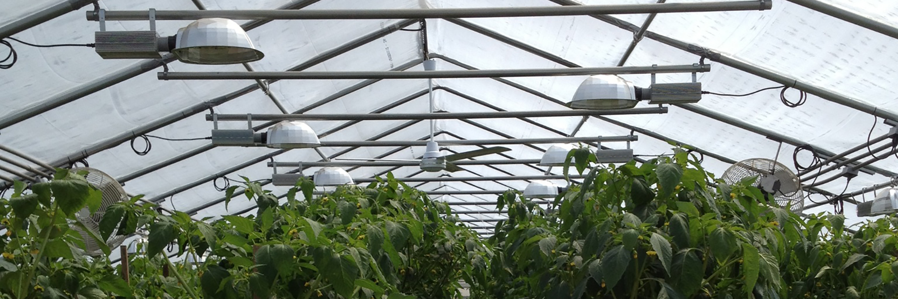 Gothic Pro Greenhouses | GrowSpan