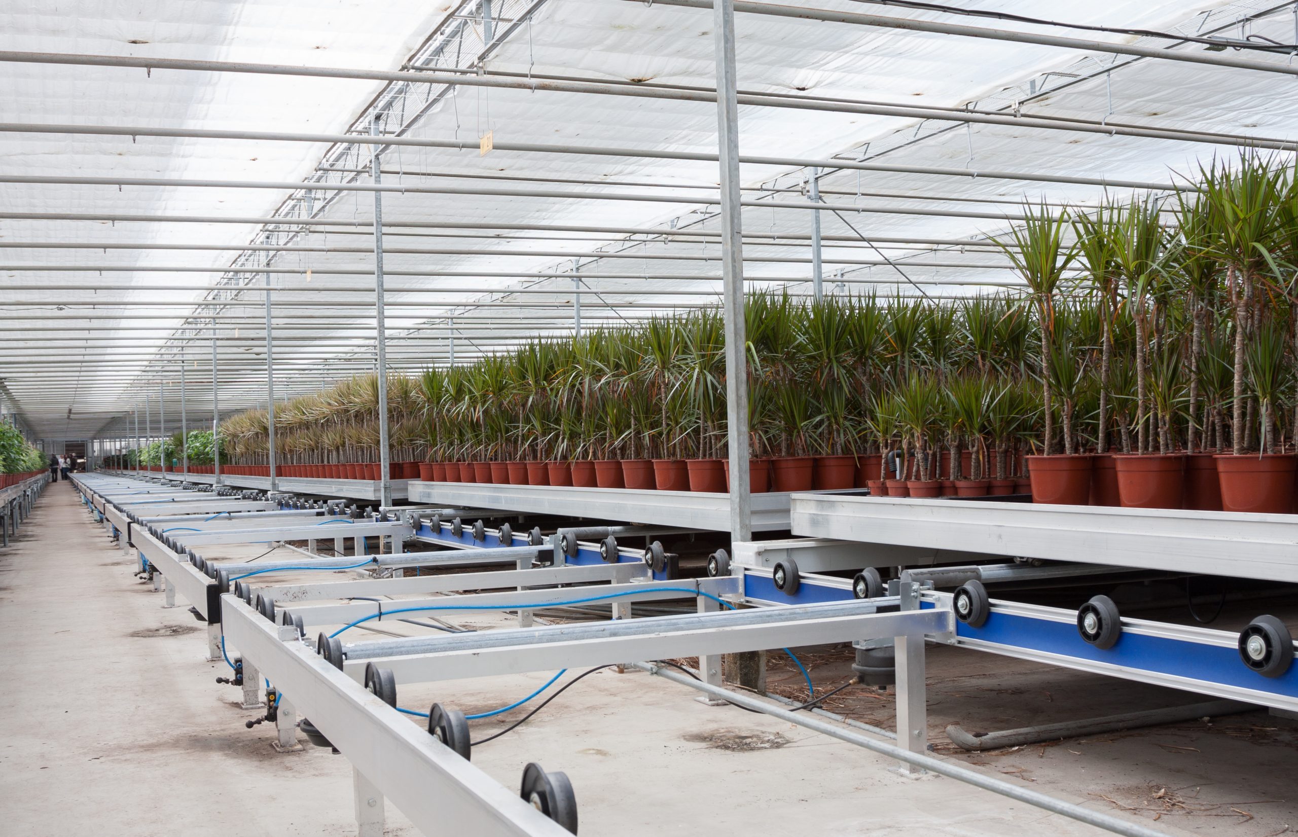 Commercial Greenhouse Benches and Rolling Benches | GrowSpan