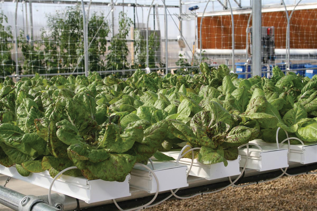 Growing Smarter: An Overview Of A Hydroponic Greenhouse | GrowSpan