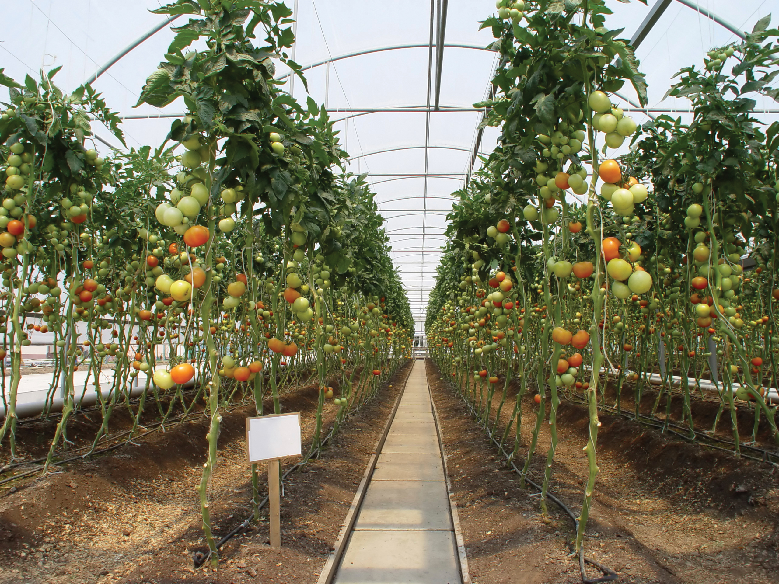 The Guide To High Tunnel Production: Using A High Tunnel Hoop House And ...