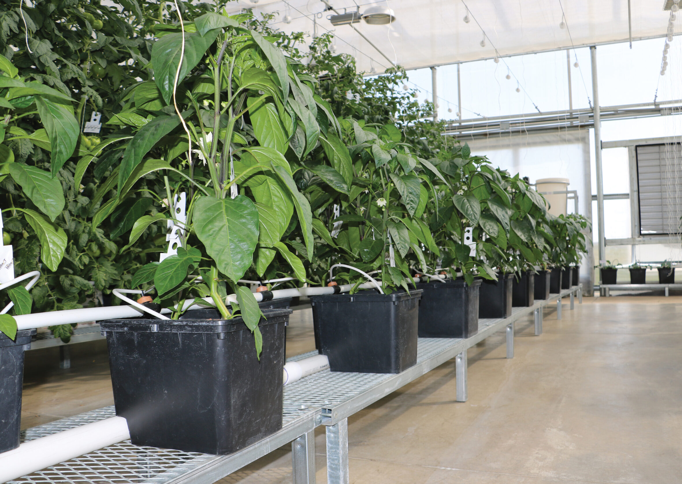 Implementing Greenhouse Shelving To Optimize Growing Space | GrowSpan