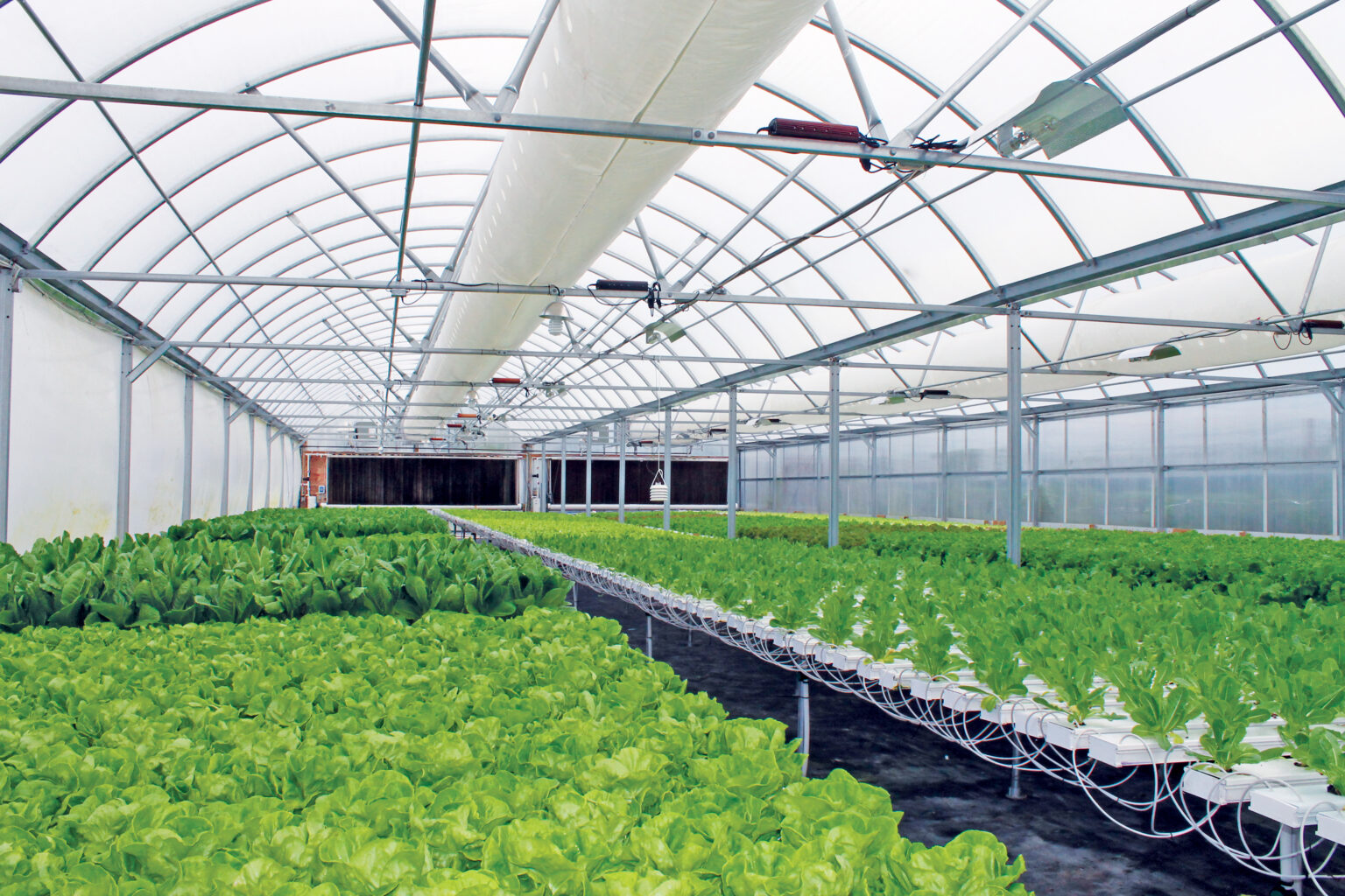 A Climate Controlled Greenhouse Is The Ideal Setting For Controlled Environment Agriculture ...