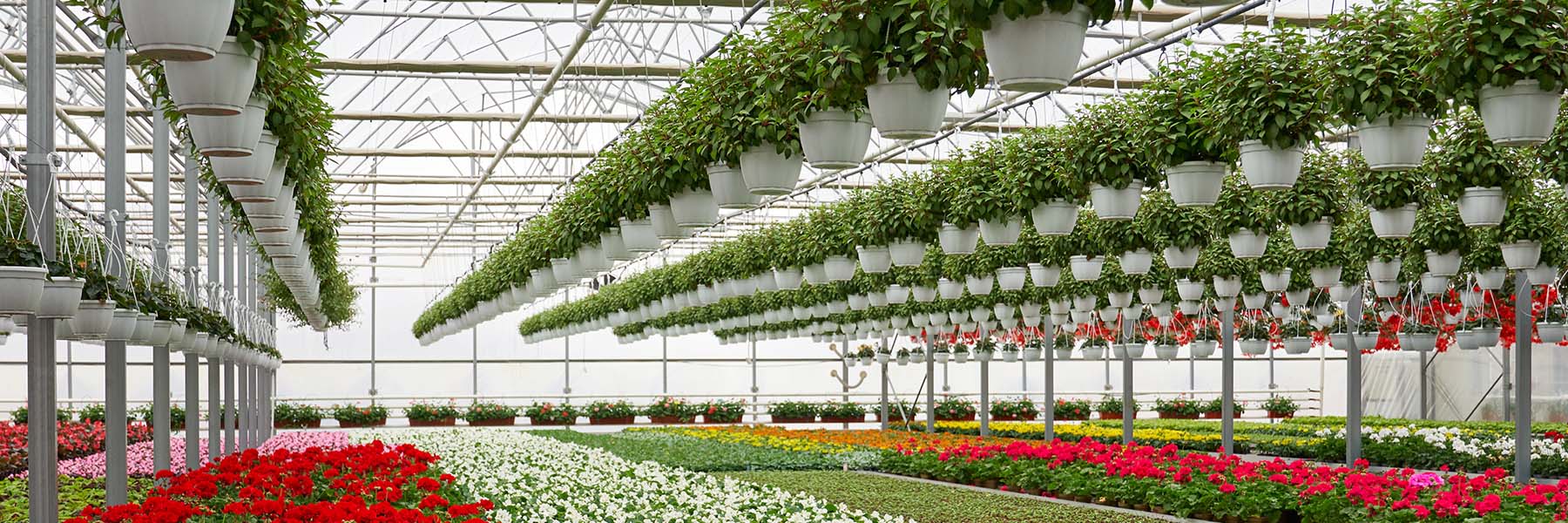 Retail & Nursery Greenhouses | GrowSpan