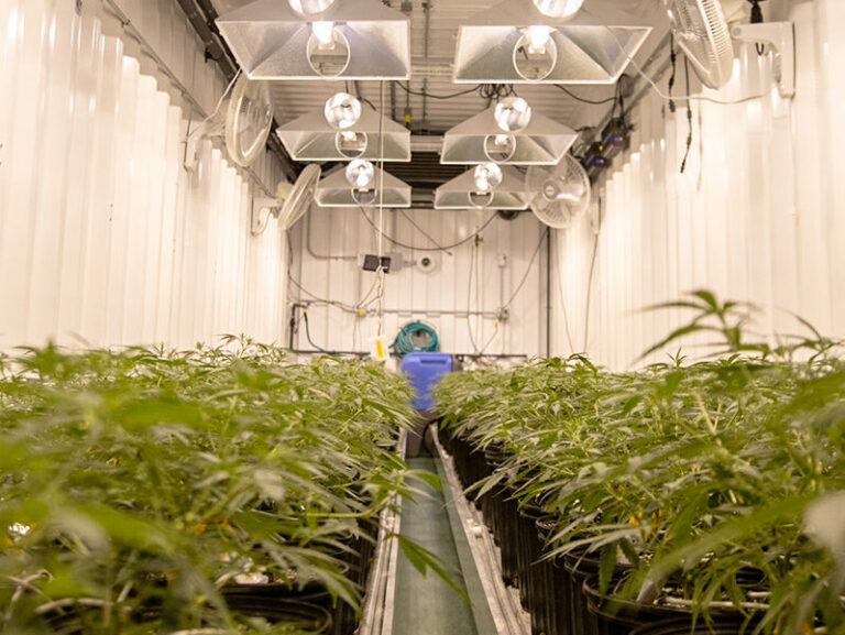 Cannabis | GrowSpan