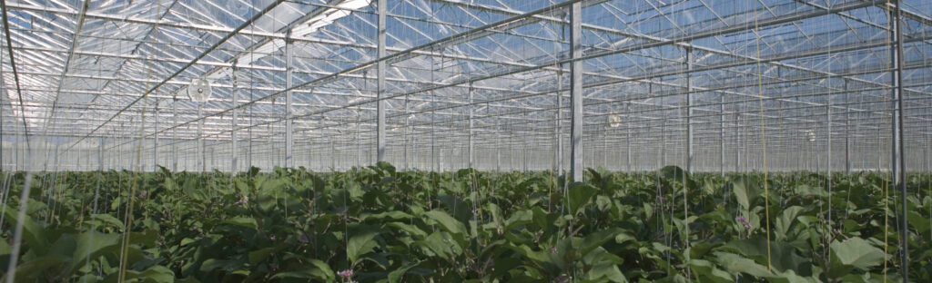 The Benefits Of An Automated Greenhouse In Commercial Growing | GrowSpan
