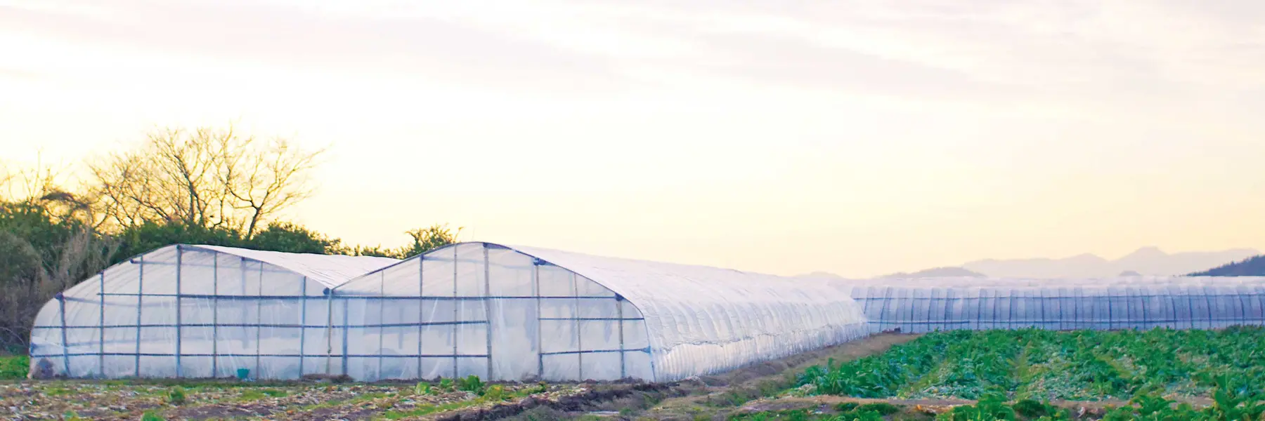 Gothic Style Multi-Bay Tunnels | GrowSpan