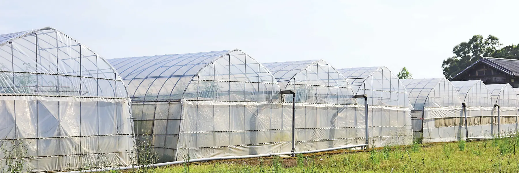 Gothic Style Multi-Bay Tunnels | GrowSpan