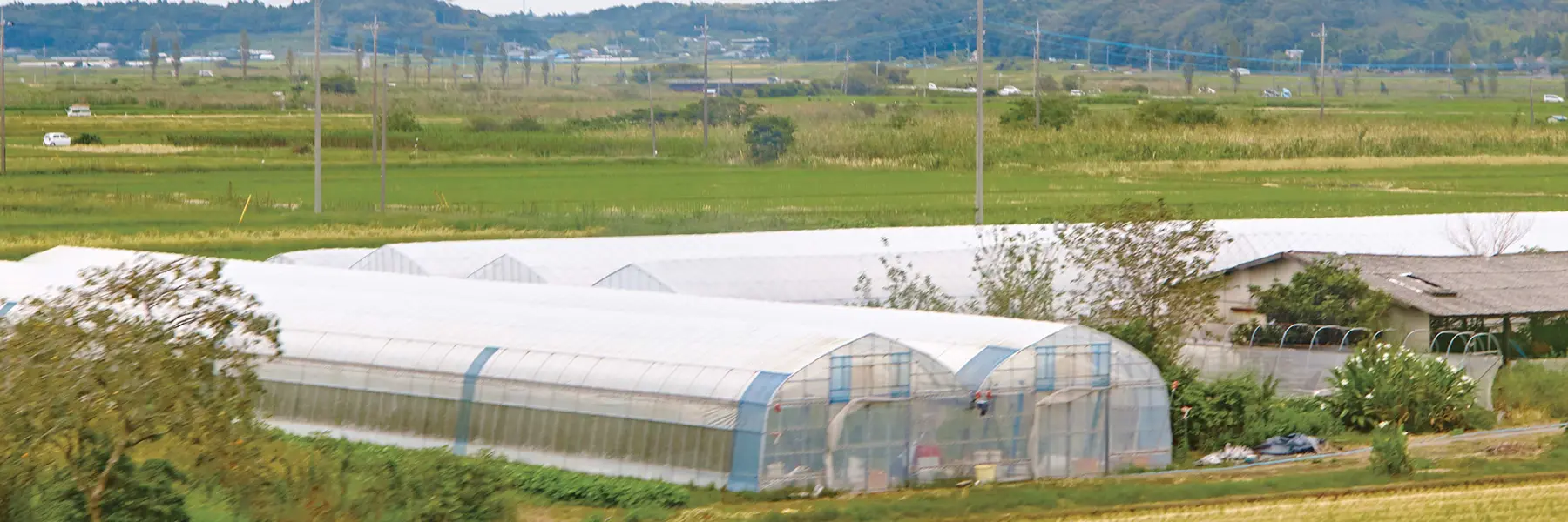 Gothic Style Multi-Bay Tunnels | GrowSpan