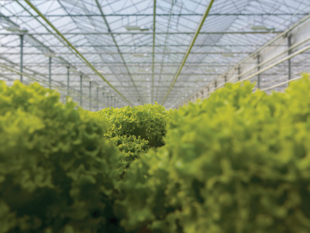 Greenhouse Farming And The Future Of Crop Production | GrowSpan