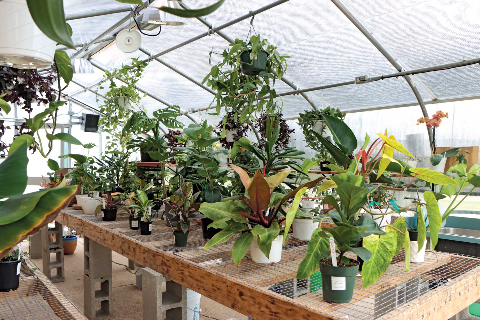 Greenhouse Humidification: How To Maintain Proper Humidity Levels In ...